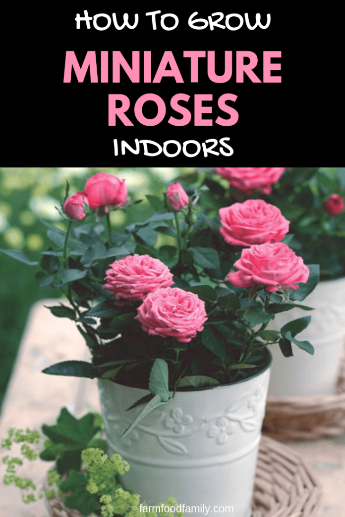 Growing Miniature Roses Indoors: Care, Feeding, and More
