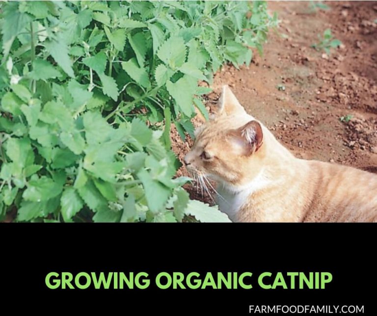 How to Grow and Care for Catnip from Seeds - FarmFoodFamily
