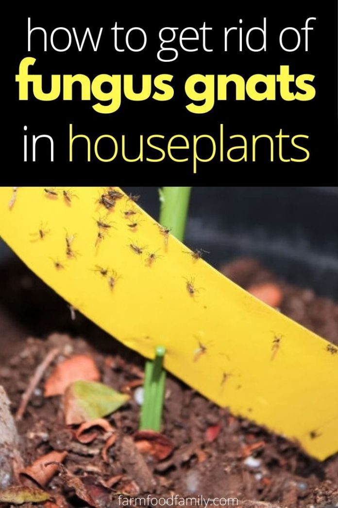 How To Get Rid of Fungus Gnats in Houseplants and GreenHouses