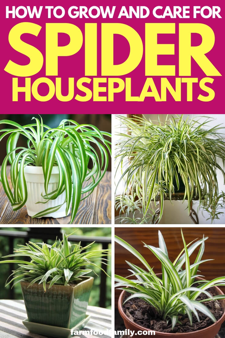 All About Spider Plants: Care, Feeding, and Growing Tips - FarmFoodFamily