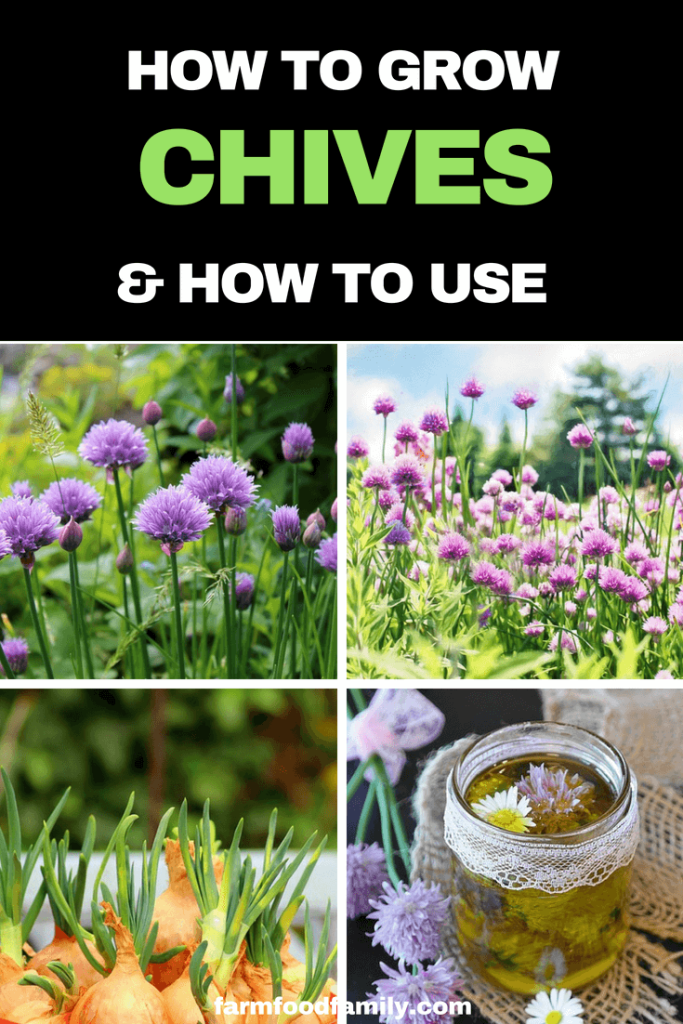 Growing Chives Guide & How To Use Chives In Your Home