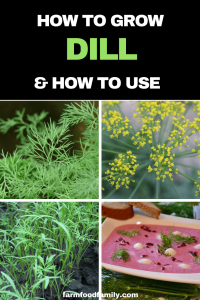 How to Grow and Care for Dill: A Complete Guide for Gardeners