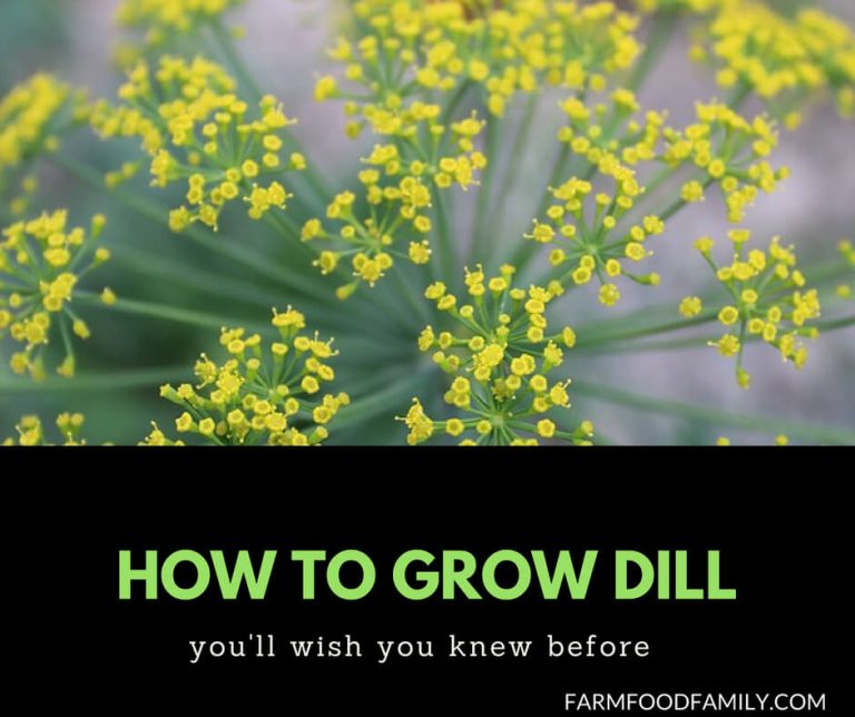 How to Grow and Care for Dill: A Complete Guide for Gardeners