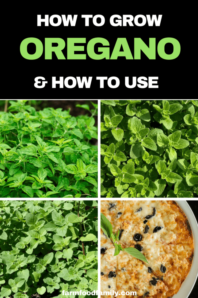 Growing Oregano from Cuttings (Origanum vulgare hirta, O. majorana)