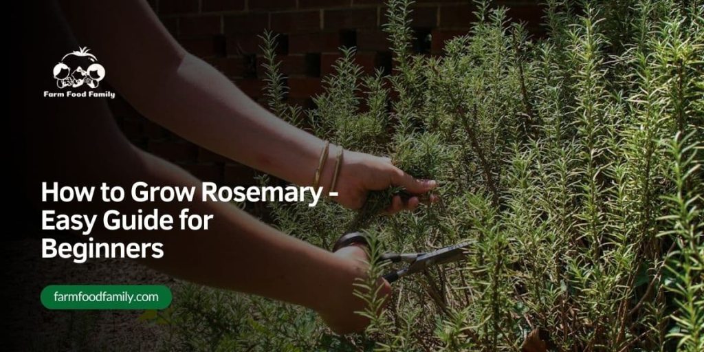 How to Grow Rosemary - Easy Guide for Beginners (2024)