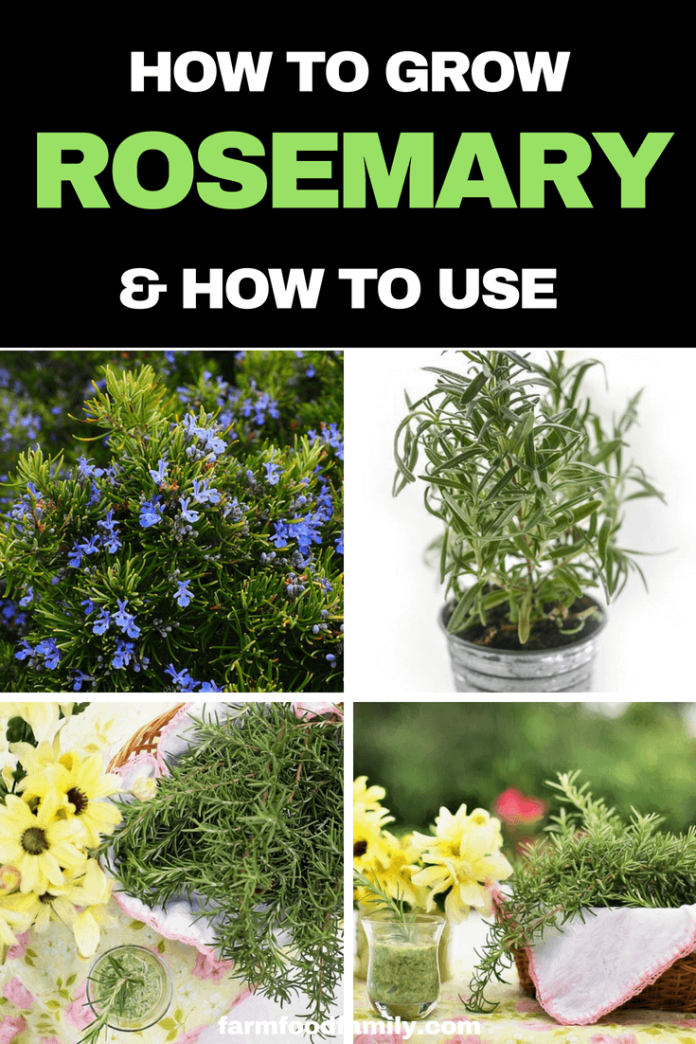 Growing Rosemary from Cuttings (Rosmarinus officinalis and R. spp.)