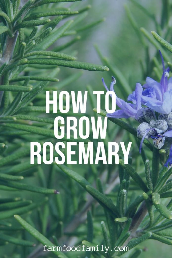 How to Grow Rosemary - Easy Guide for Beginners (2024)