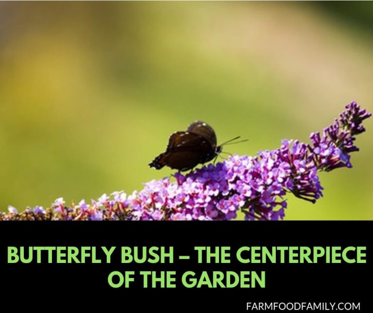 Butterfly Bush - the Centerpiece of Garden: How To Plant & Care for ...