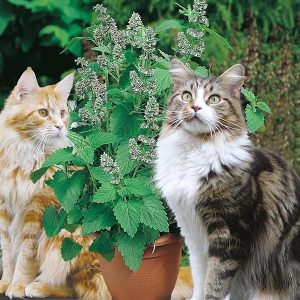 How to Grow and Care for Catnip from Seeds - FarmFoodFamily