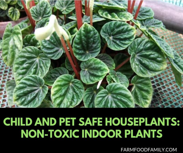 Child and Pet Safe Houseplants: 6 Non-Toxic Indoor Plants