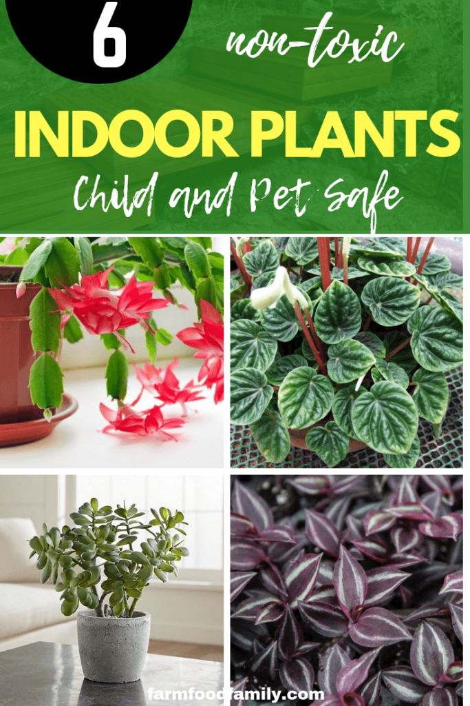 Child and Pet Safe Houseplants: 6 Non-Toxic Indoor Plants