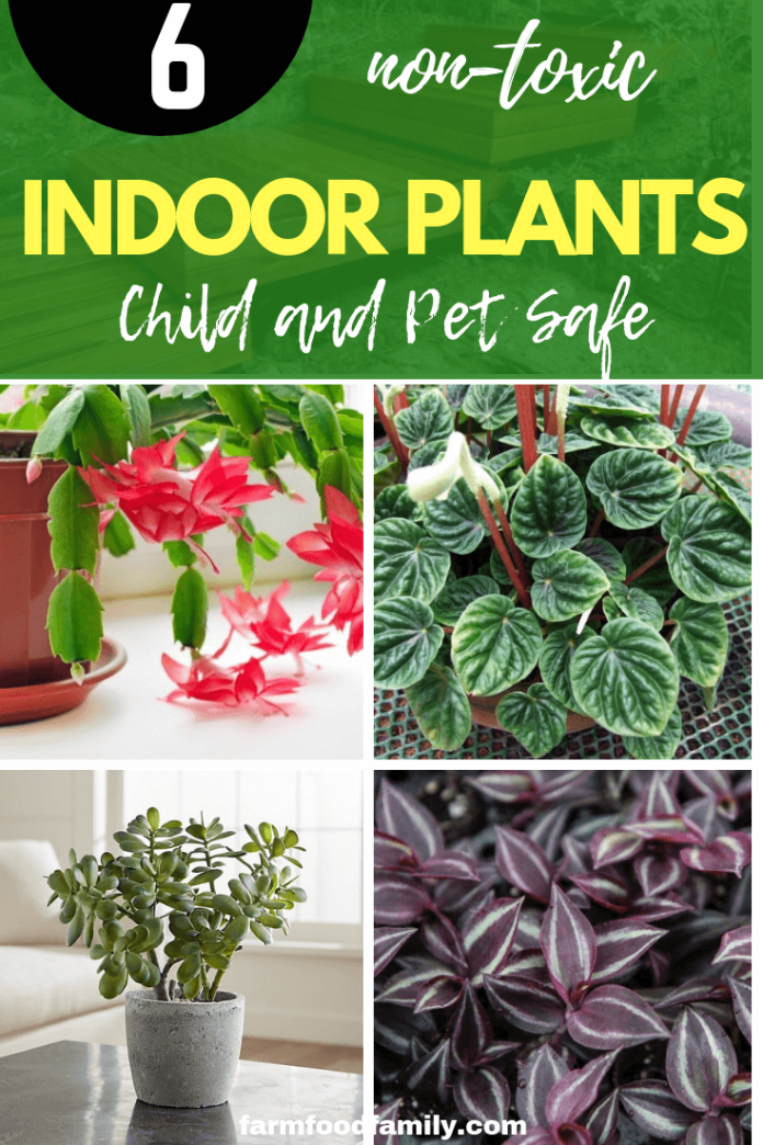 Child and Pet Safe Houseplants: 6 Non-Toxic Indoor Plants