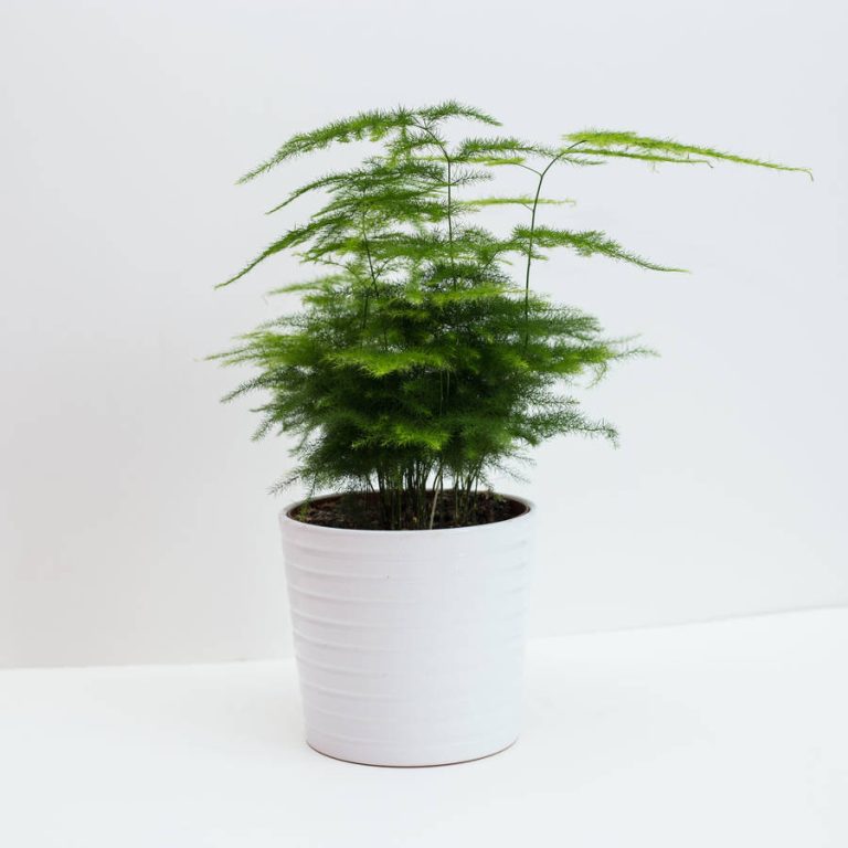 Plumosa Fern: A Houseplant that Adds Unusual Beauty