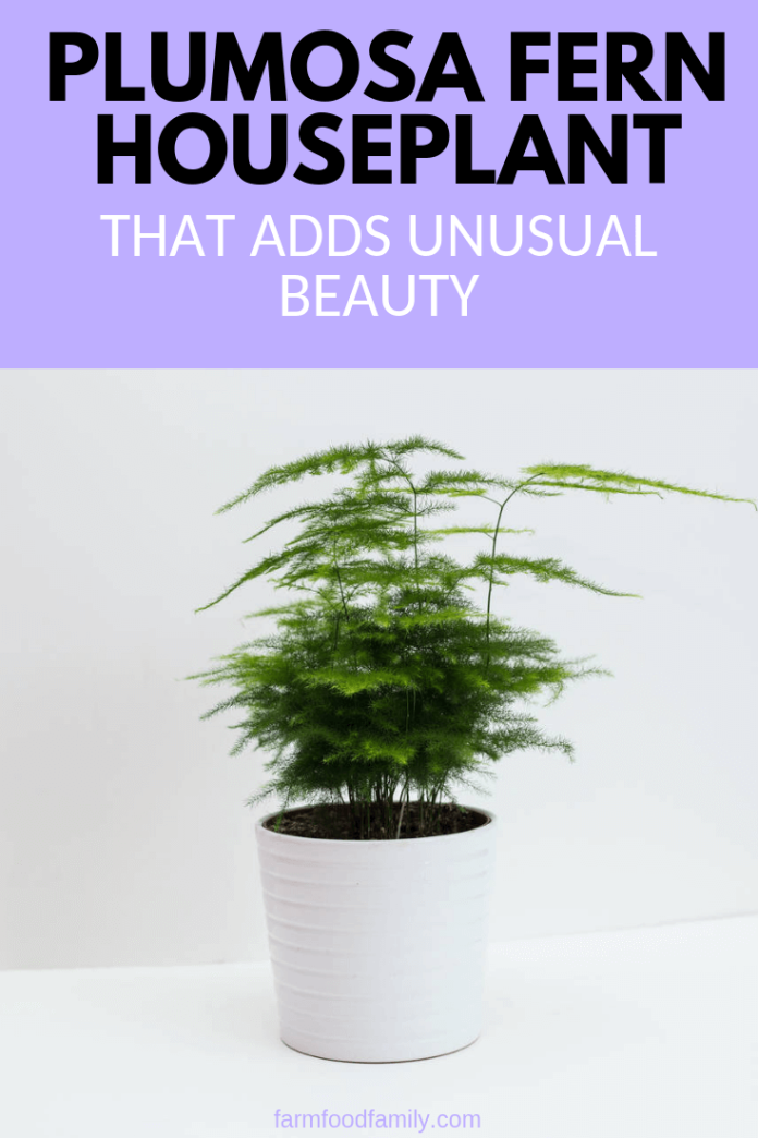 Plumosa Fern: A Houseplant that Adds Unusual Beauty