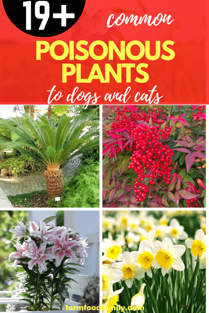 19+ Poisonous Plants to Dogs and Cats: Toxic Flowers Can Kill Your Pet