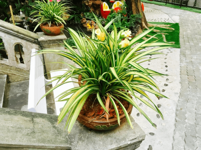 How to Grow and Care for Spider Plants: Ultimate Guide 2024