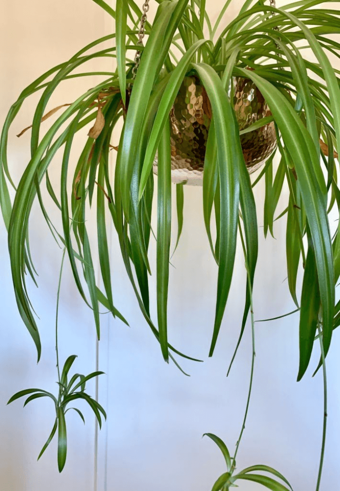 How to Grow and Care for Spider Plants: Ultimate Guide 2024