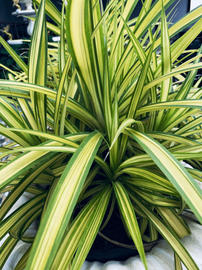 How to Grow and Care for Spider Plants: Ultimate Guide 2024