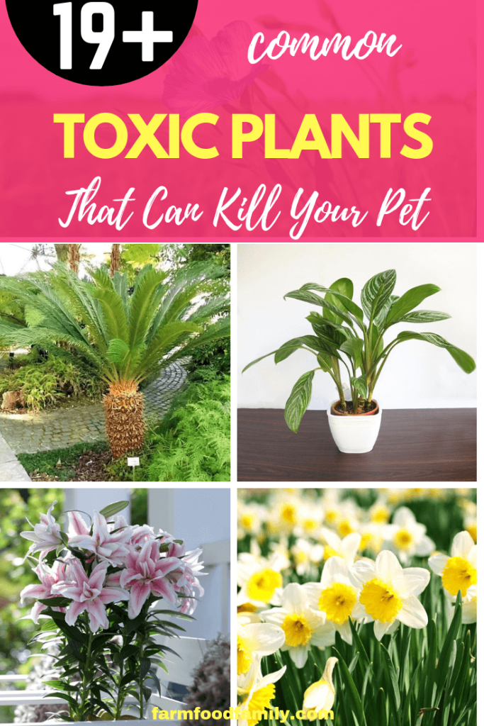 19+ Poisonous Plants to Dogs and Cats: Toxic Flowers Can Kill Your Pet