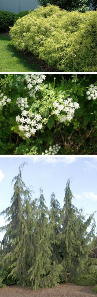 20+ Home Landscape Design and Plants For Winter Gardens