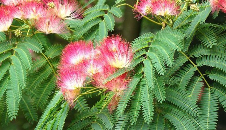 Top 10 Exotic Invasive Trees in The U.S. - FarmFoodFamily