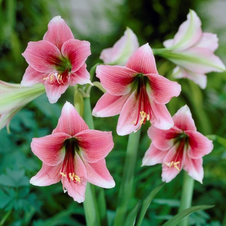 How to Grow Amaryllis Bulbs: Keep this Flower Coming Back Year after Year