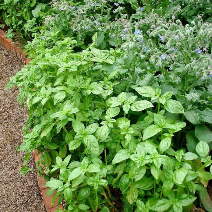 How to Use Herbs as Edging (18 Herb Plants) - FarmFoodFamily