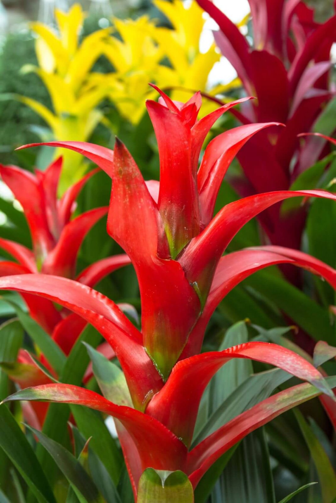 How to Grow and Care for Bromeliad Plants: 2024 Guide