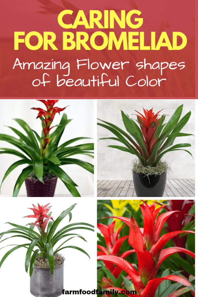 How to Grow and Care for Bromeliad Plants: 2024 Guide