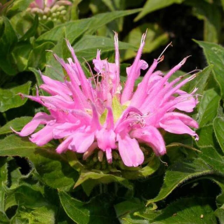 Bee Balm: How To Grow and Care For Monarda Plant (2024)