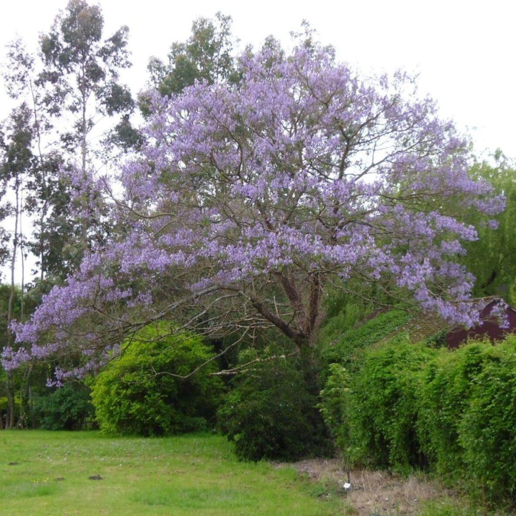 Top 10 Exotic Invasive Trees in The U.S. - FarmFoodFamily