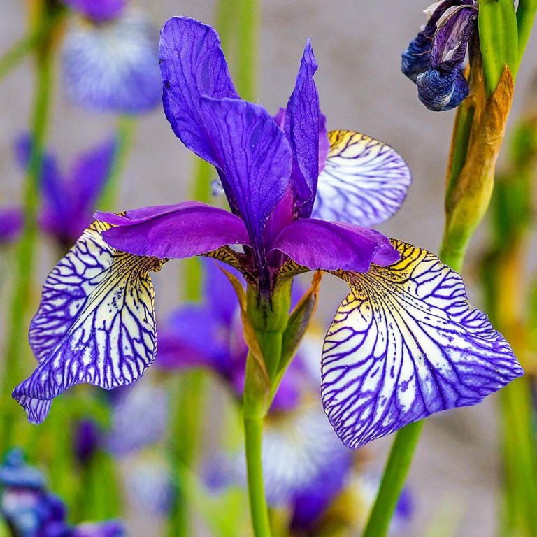 35+ Perennial Flowers All Season: Guide for Blooms in Spring Summer & Fall