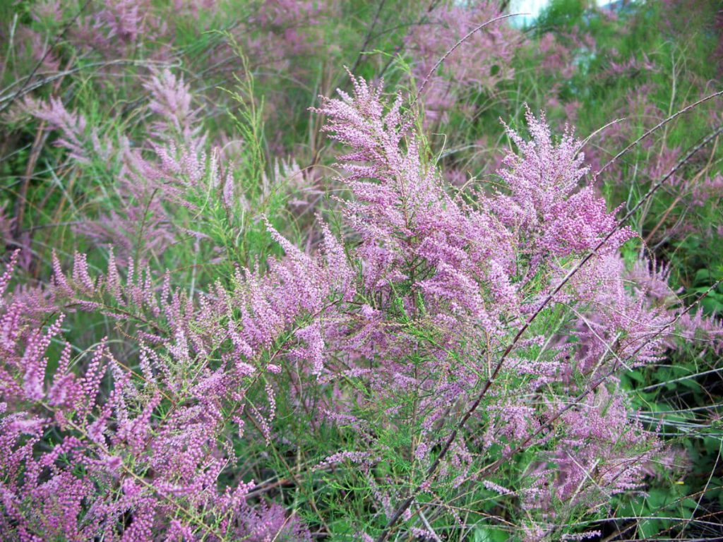 Top 10 Exotic Invasive Trees in The U.S. - FarmFoodFamily