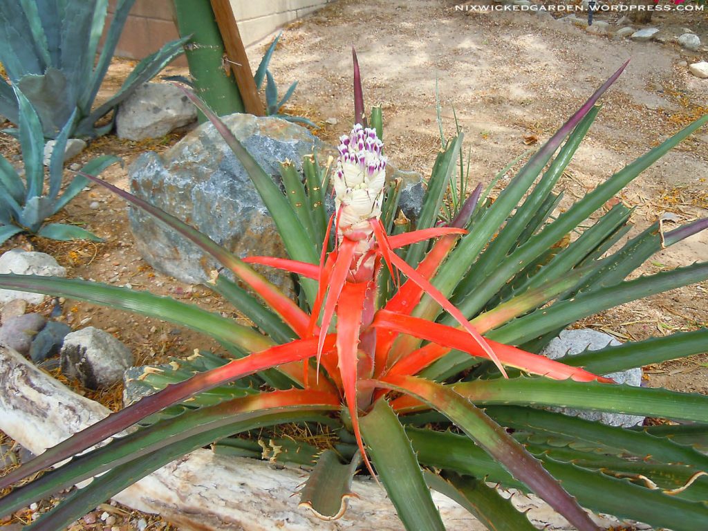 How to Grow Tropical Bromeliads as Houseplants - FarmFoodFamily
