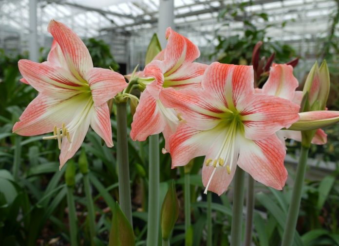 How to Grow Amaryllis Bulbs: Keep this Flower Coming Back Year after Year