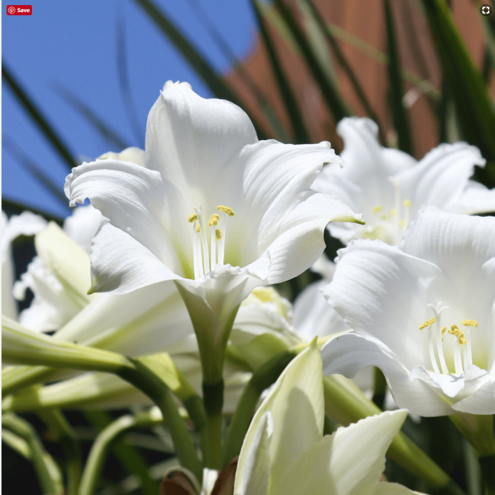 How to Grow Amaryllis Bulbs: Keep this Flower Coming Back Year after Year