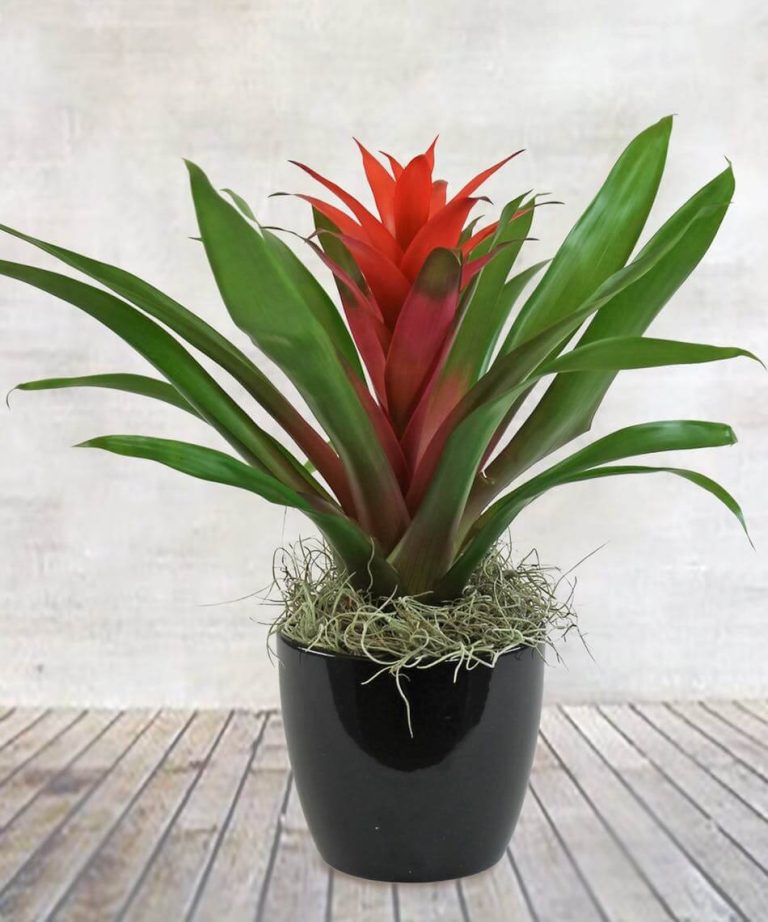 How to Grow and Care for Bromeliad Plants: 2024 Guide