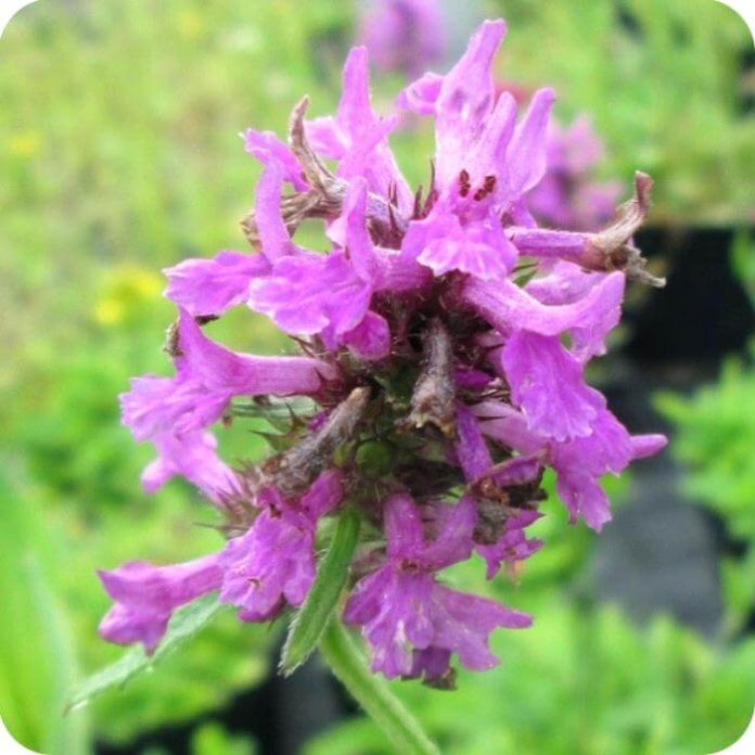 Growing Betony in the Herb Garden: A Quick Guide - FarmFoodFamily