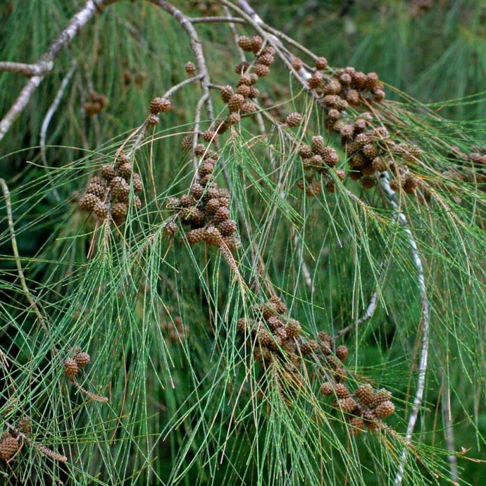 Top 10 Exotic Invasive Trees in The U.S. - FarmFoodFamily