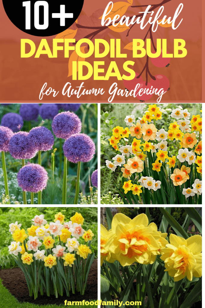 10+ Daffodil Bulb Ideas For Autumn Gardening - FarmFoodFamily