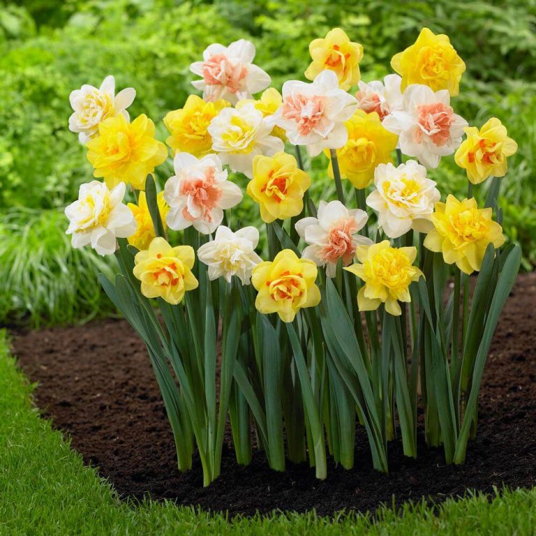 10+ Daffodil Bulb Ideas For Autumn Gardening - FarmFoodFamily