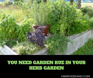 Rue Herb: How to grow and care for Rue Plants