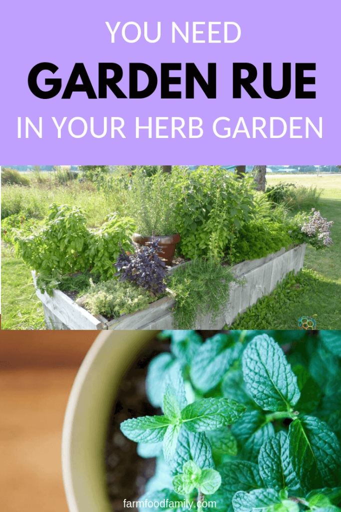 Rue Herb: How to grow and care for Rue Plants