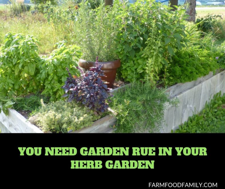 Rue Herb: How to grow and care for Rue Plants