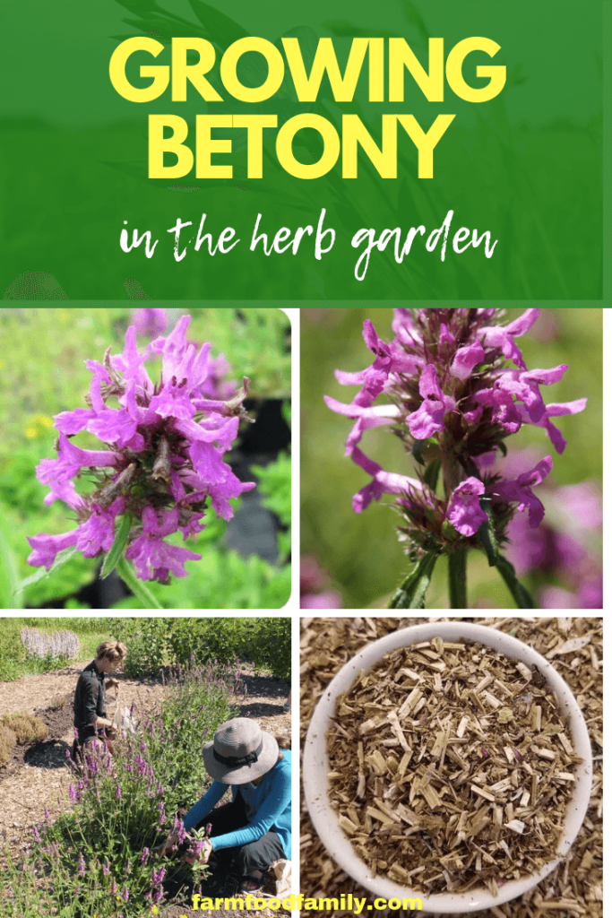 Growing Betony in the Herb Garden: A Quick Guide - FarmFoodFamily