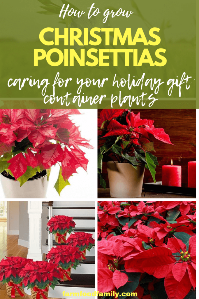Growing Christmas Poinsettias For Your Holiday Gift Container Plants