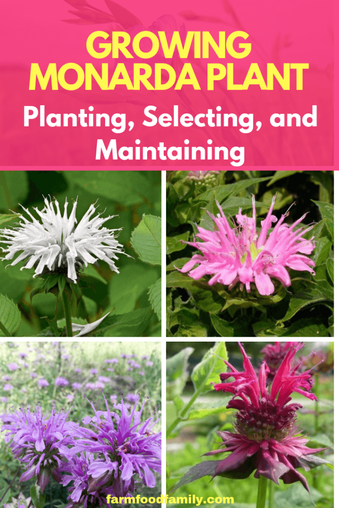 Bee Balm: How To Grow and Care For Monarda Plant (2024)