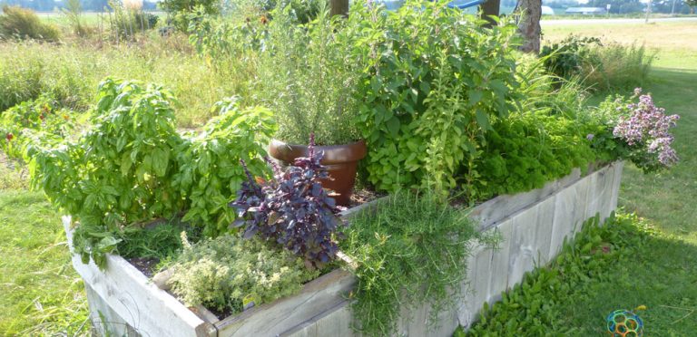 Rue Herb: How to grow and care for Rue Plants