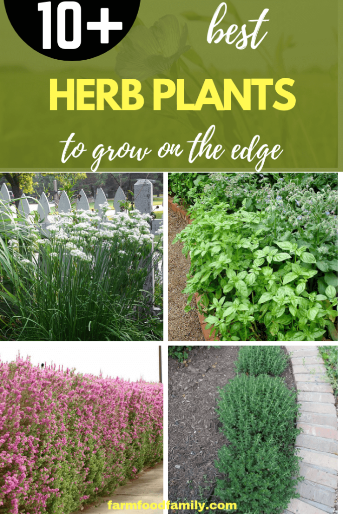 How to Use Herbs as Edging (18 Herb Plants) - FarmFoodFamily