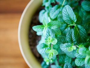 Rue Herb: How to grow and care for Rue Plants